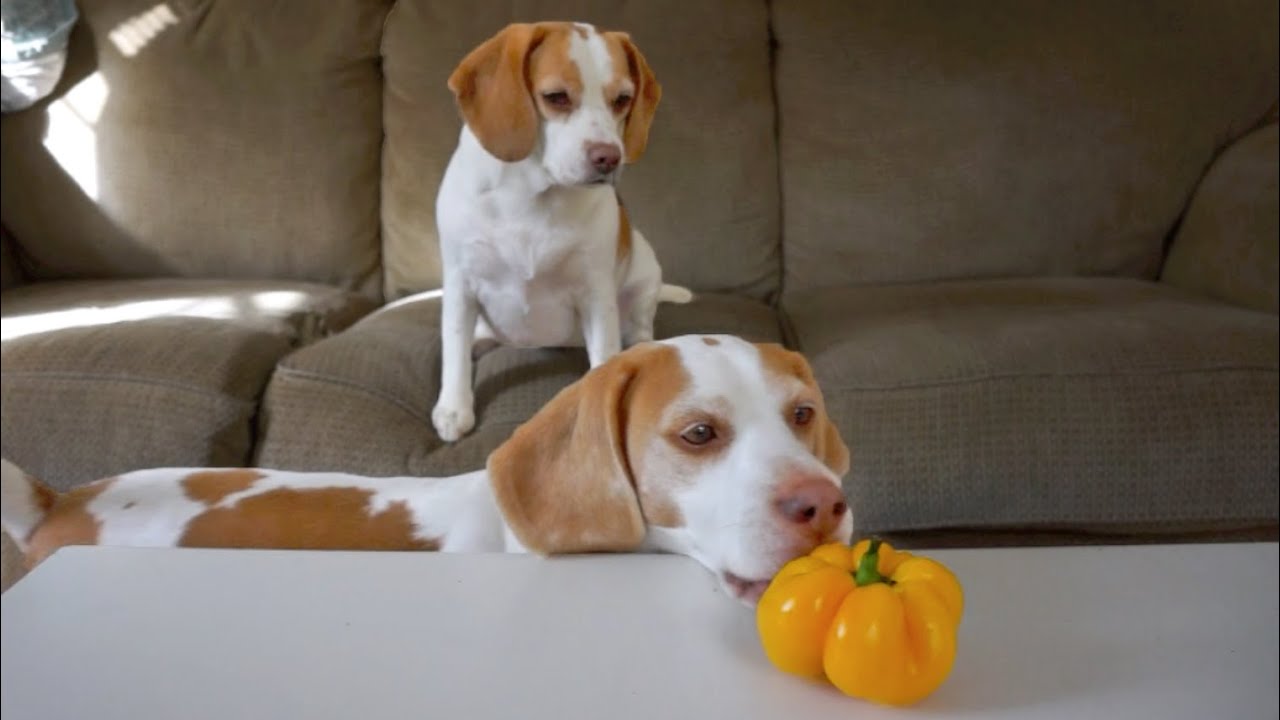 A dog helps his little sister steal a pepper