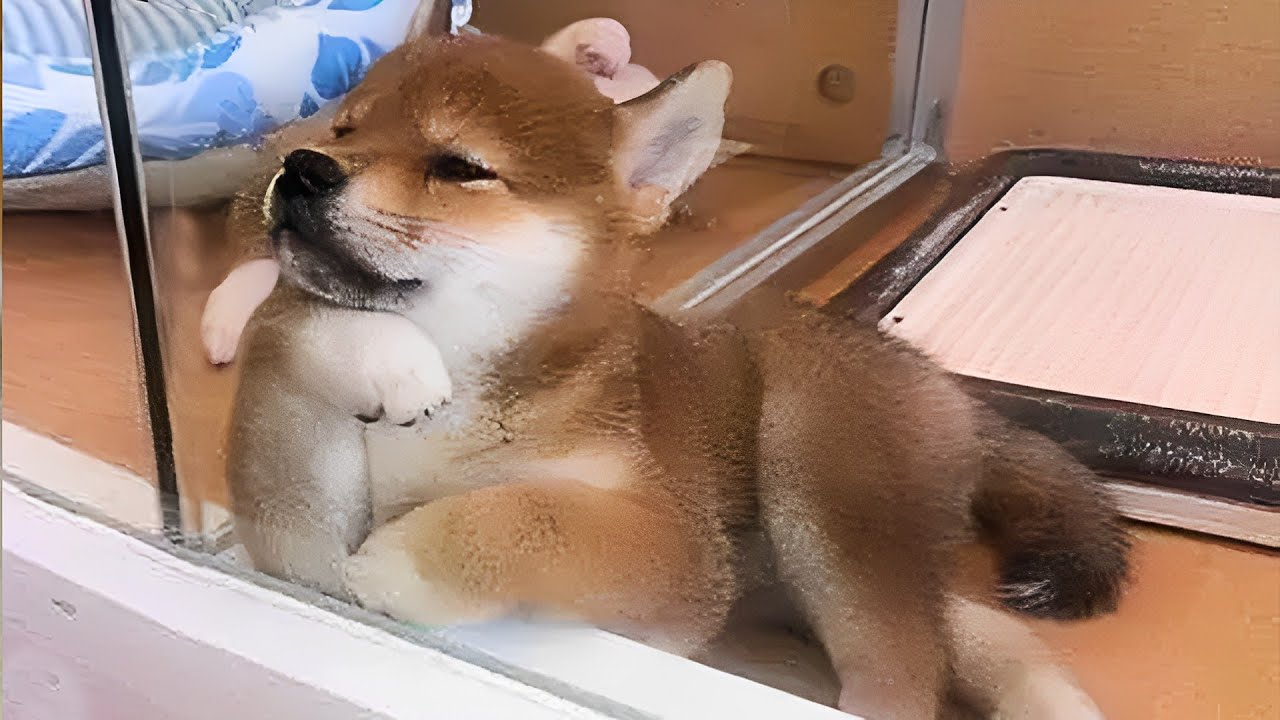 Cats are more affectionate than you think