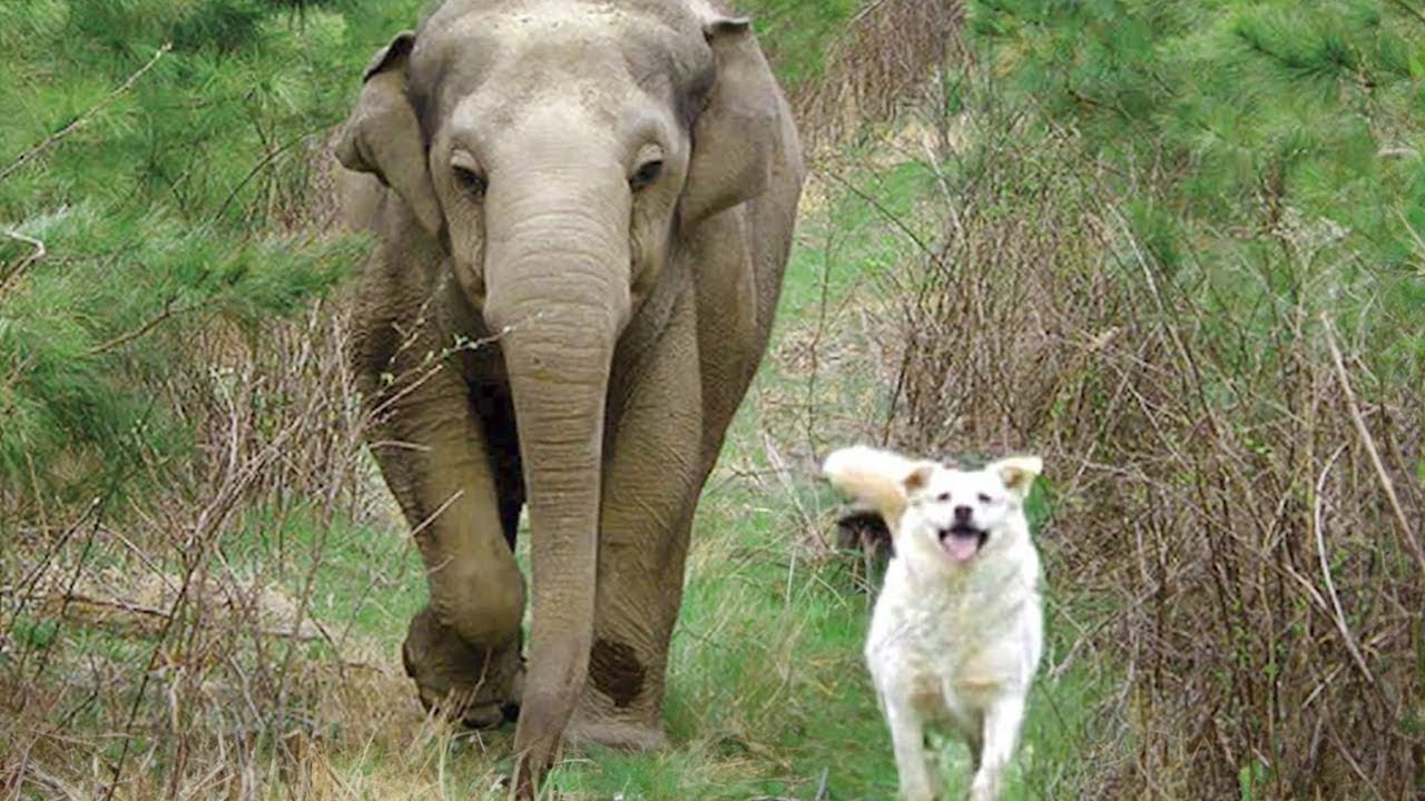 My dog’s friend choices are hilarious