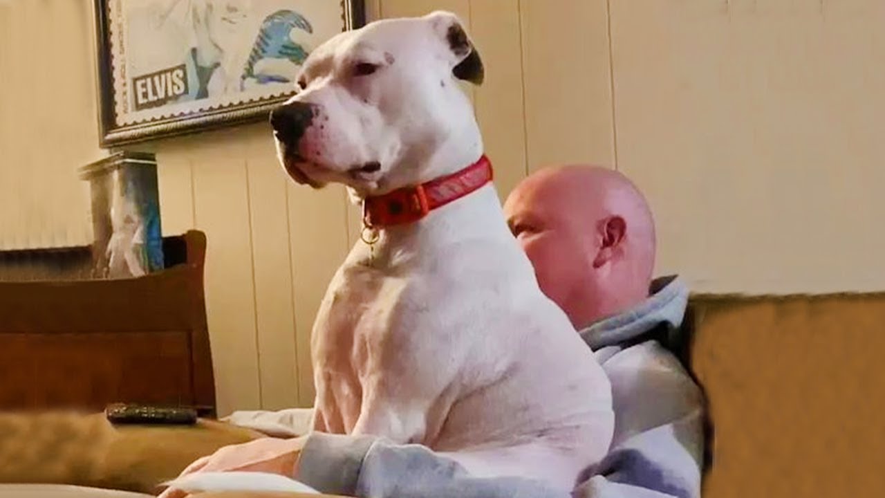 Dog becomes family and not just a simple household pet
