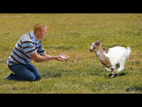 The most heartwarming animal reunions of all time