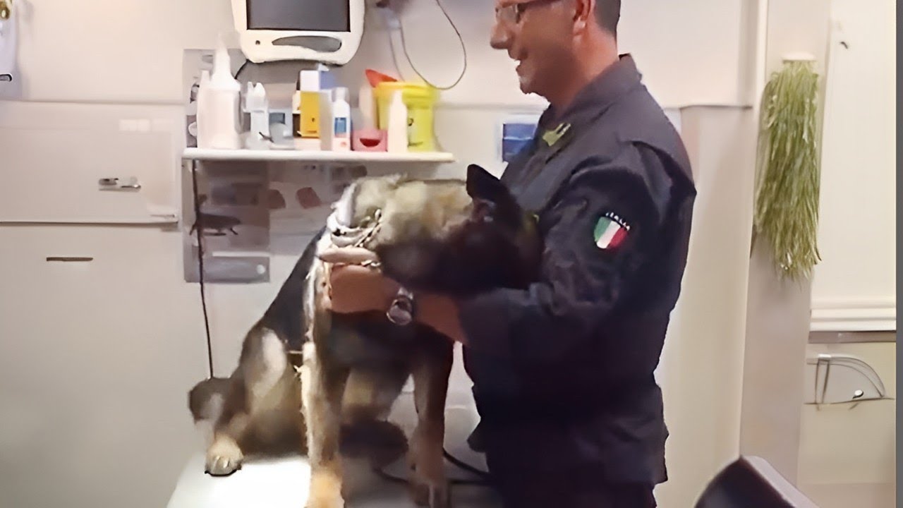 Even police dogs get nervous at the vet