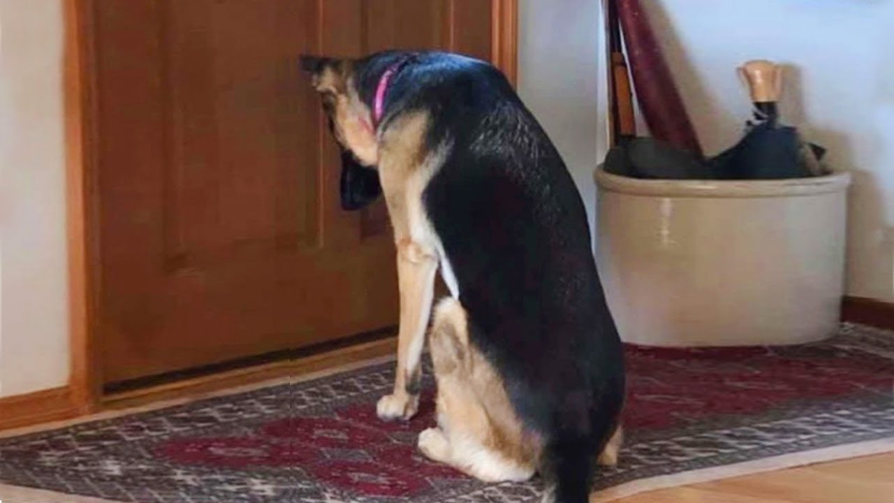 Dogs waiting for you like nobody else can