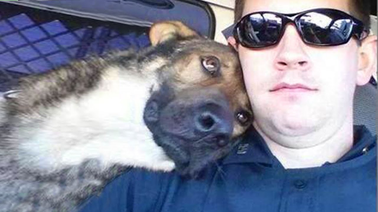 Proof that we don't deserve dogs and their pure love