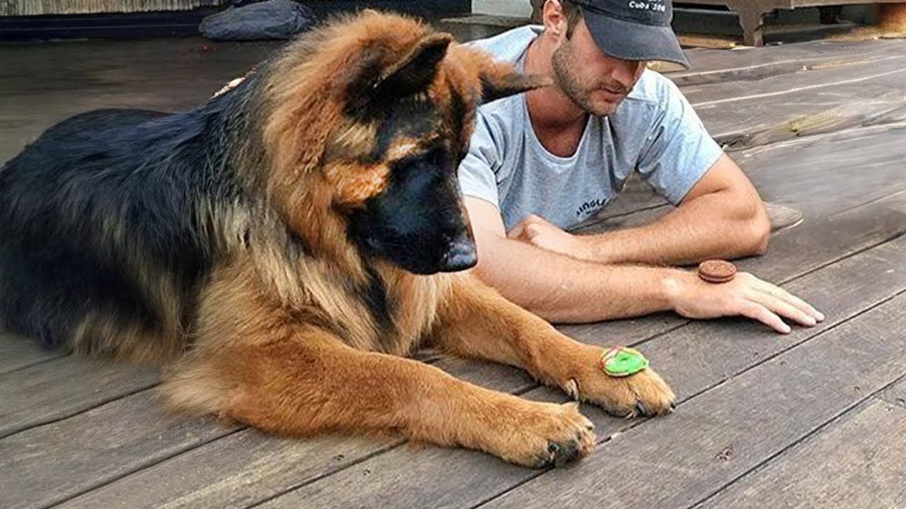 Life With a Dog Genius Is Never Boring