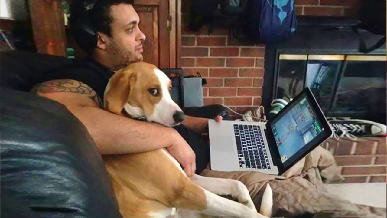 Laugh out loud at dogs showing love to their humans