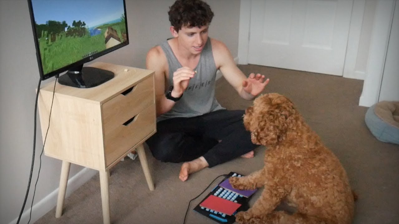 Watch what happens when I teach my dog to play Minecraft