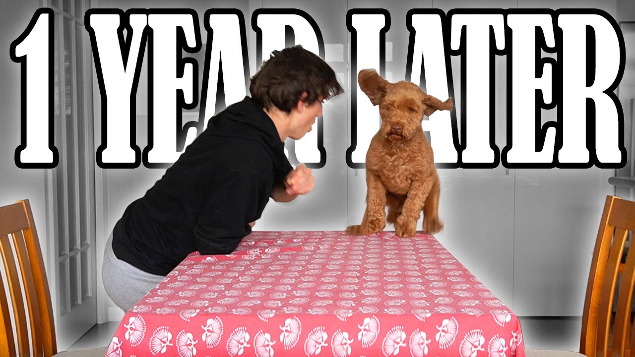 Can My Dog Still Do All His Tricks? Fun Test at Home