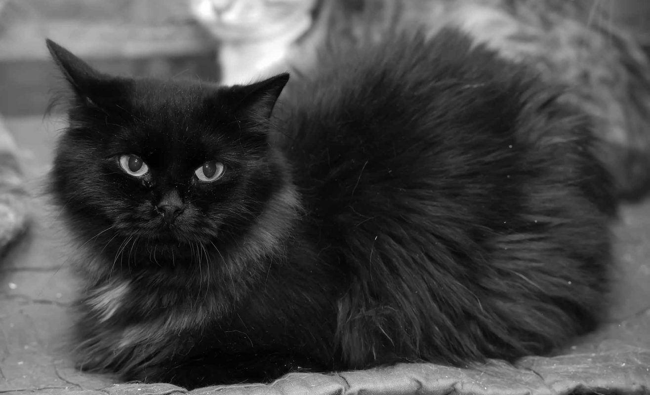 Every cat owner worries about this — here are the signs your cat is ...