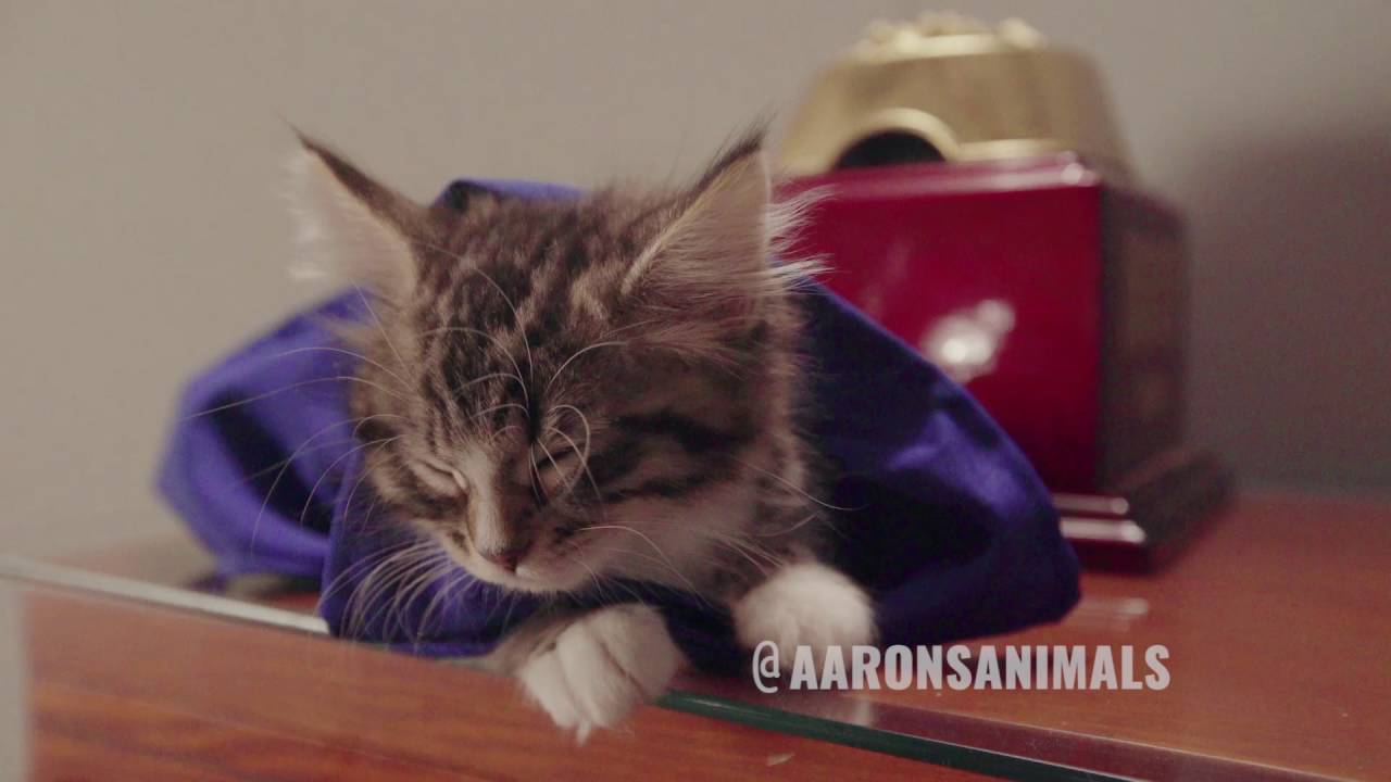 Cat recreates Ocean's 12 in clever feline parody