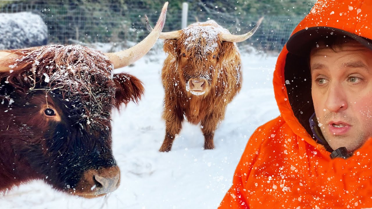 Snowstorm hits Vermont farm causing widespread disruption