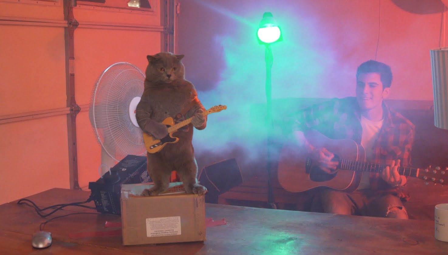 Cats Start A Rock Band