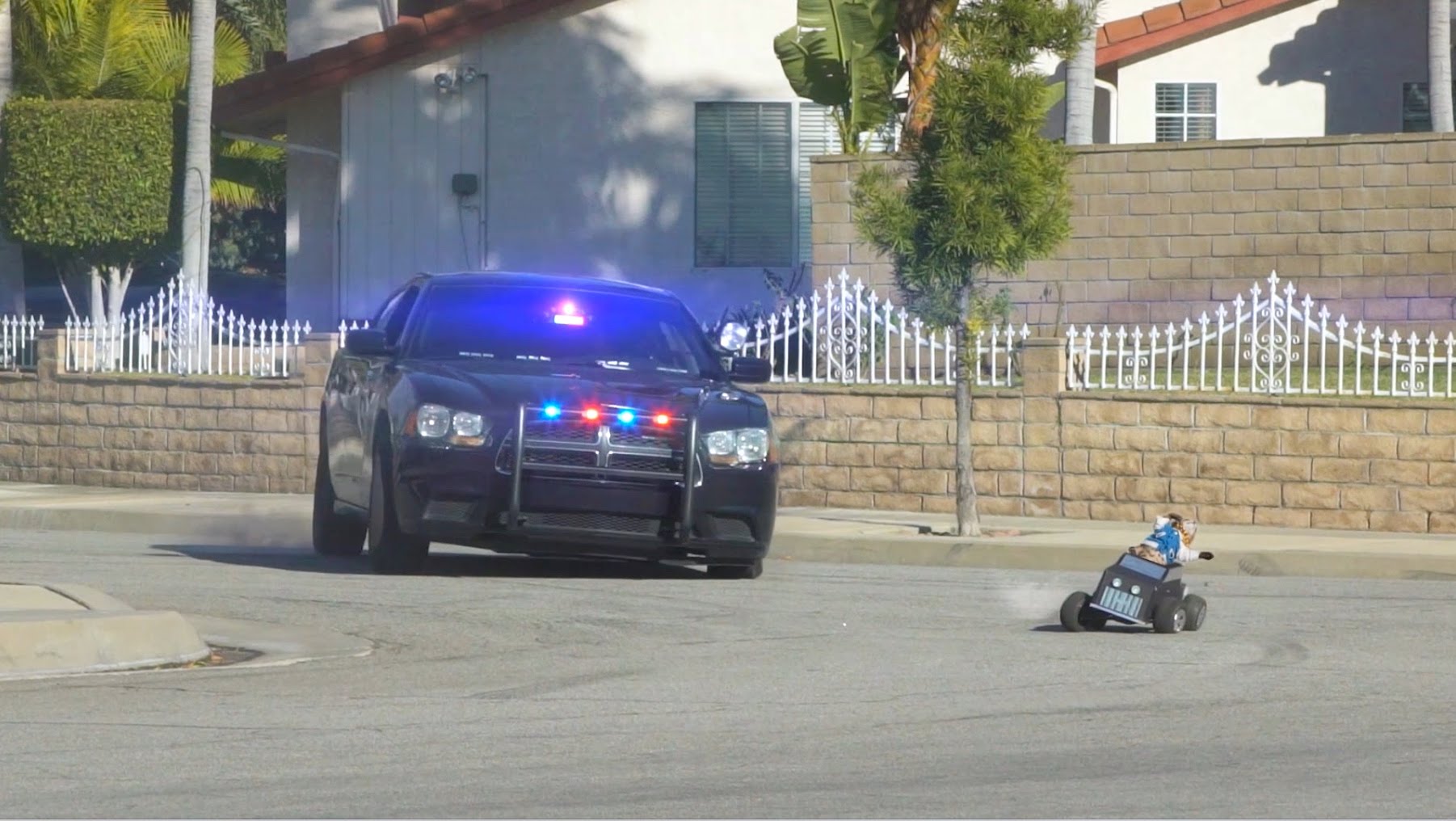Watch: Hilarious Cat Cop Chase Sets Off