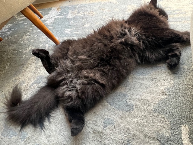 What it really means when your cat lies on their back — and why it matters
