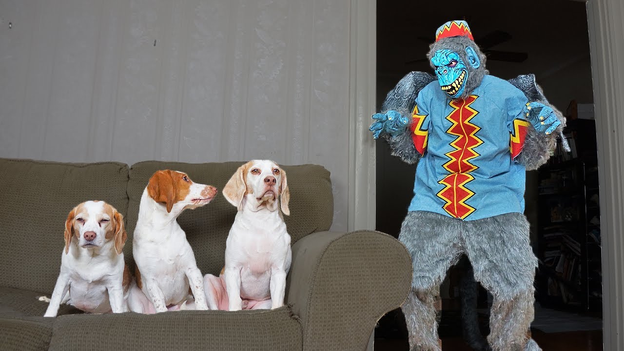 Dogs Face Off Against a Mischievous Monkey in a Prank