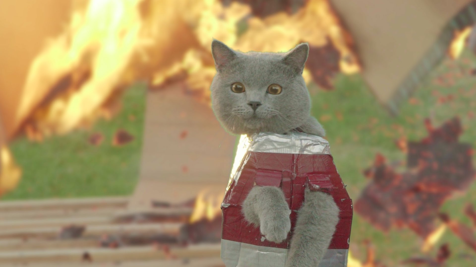 Cat transforms into Iron Man in playful home stunt
