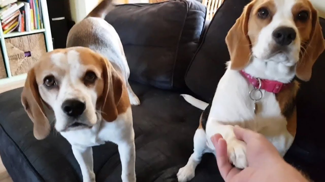 Puppy learns cool new tricks bringing remote and slippers