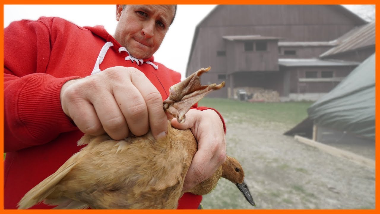 Performing Duck Bumblefoot Surgery for the First Time