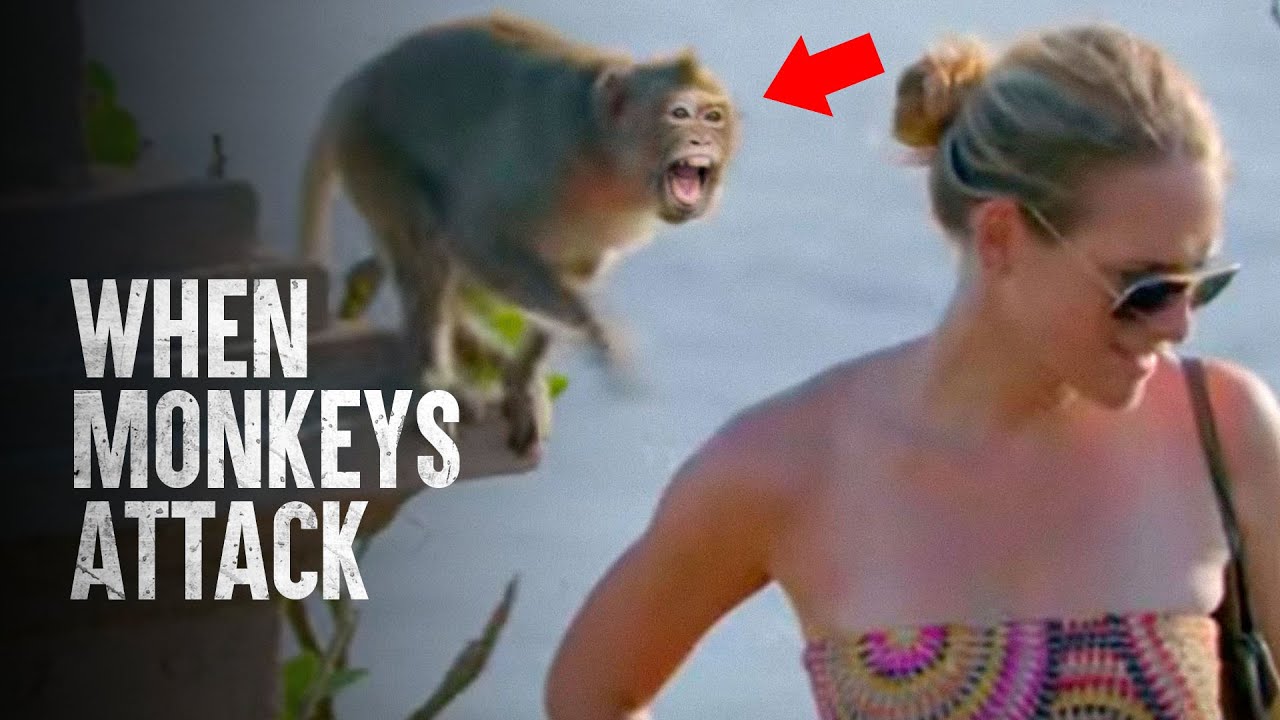 The Impact of a Monkey Gang on Japan