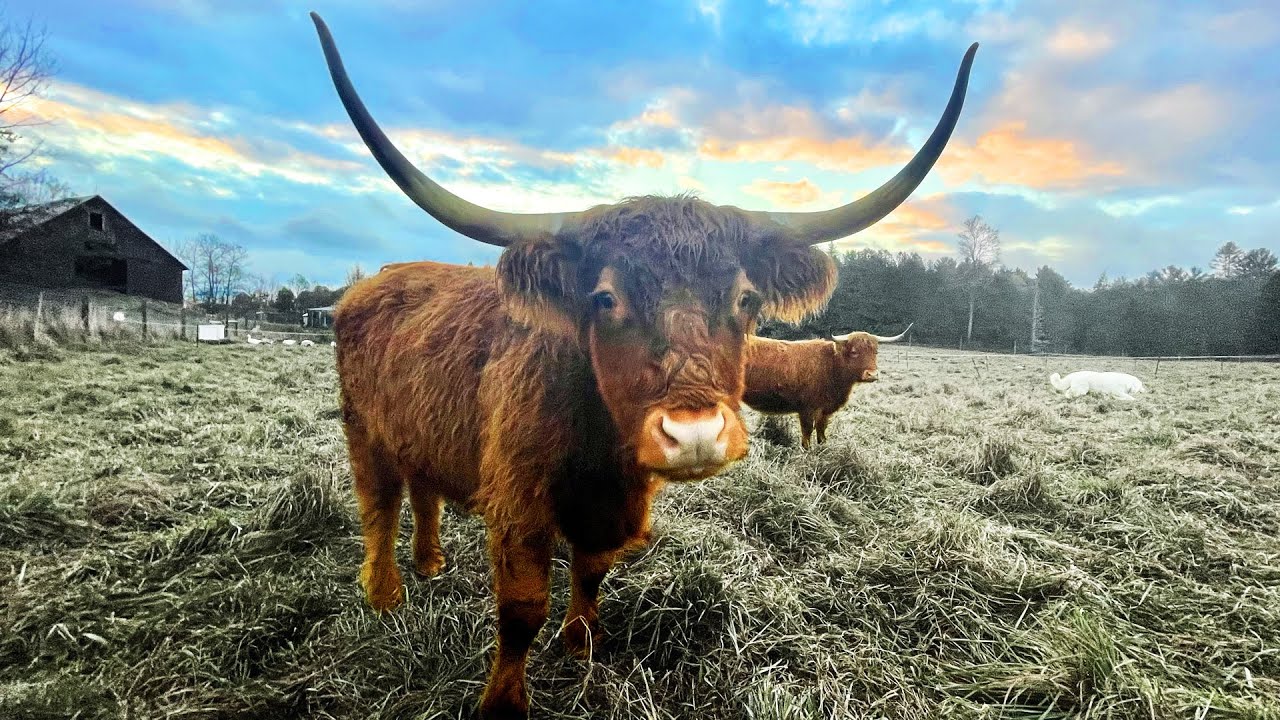 Getting the barn ready before the winter cattle arrive