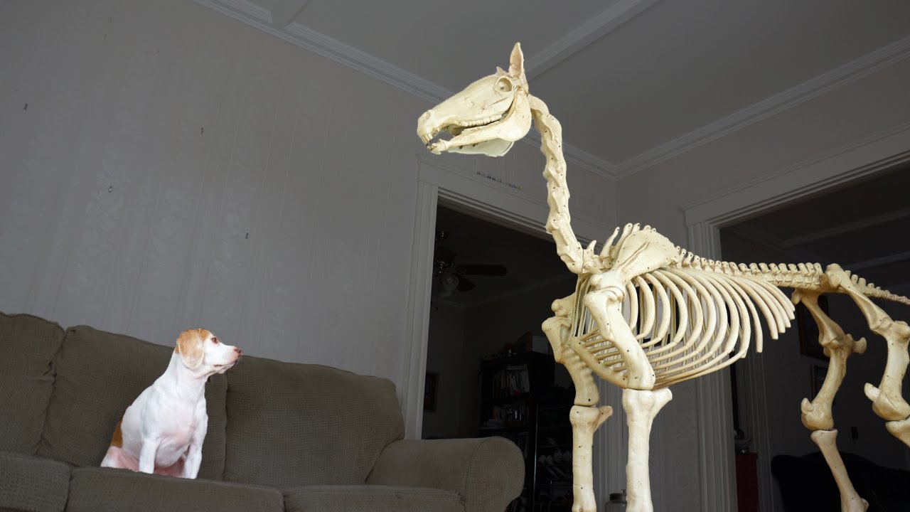 Dog reacts to a horse skeleton prank