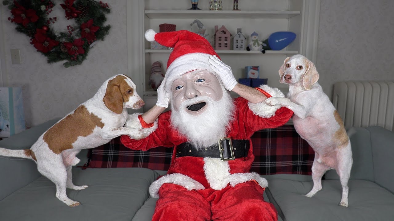 Dogs Mistake Santa for Intruder in Hilarious Holiday Showdown