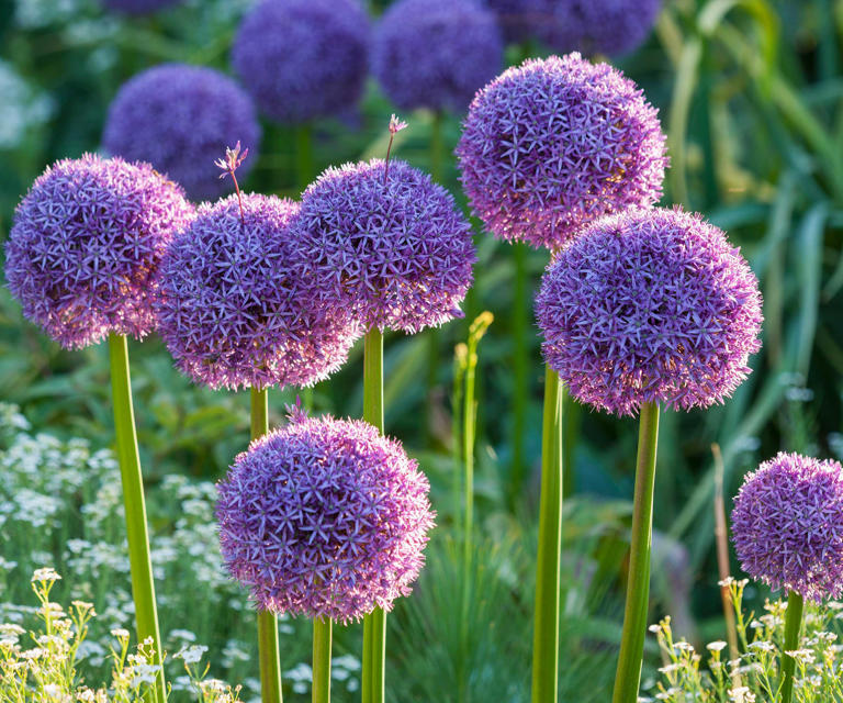 7 low-effort cottage garden plants that practically grow themselves ...