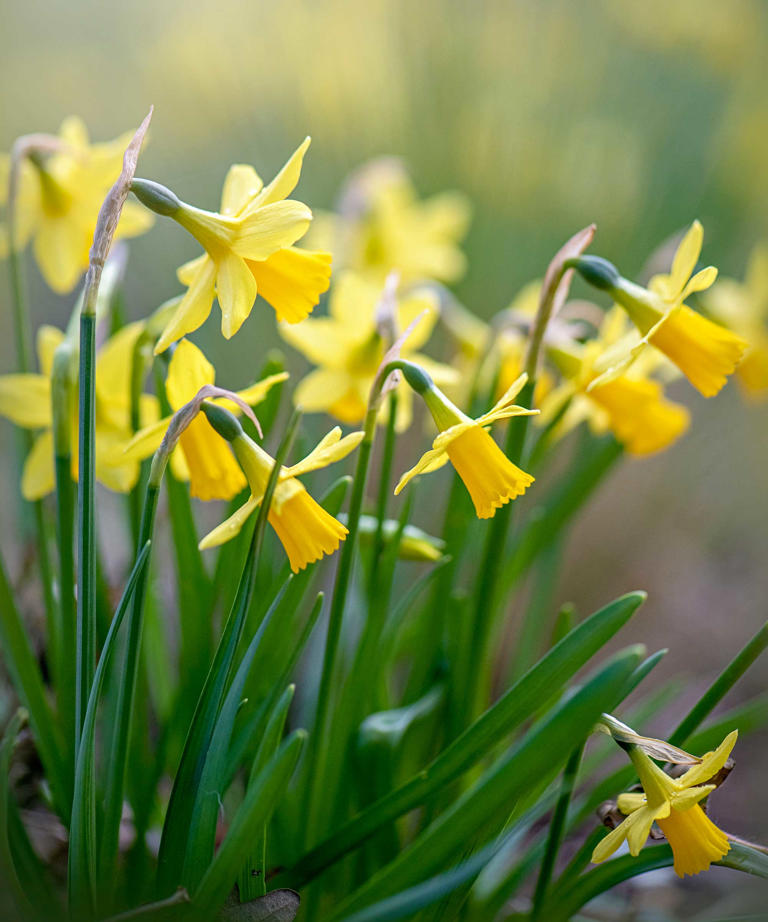 Is it too late to plant daffodil bulbs in March? Expert advice on ...