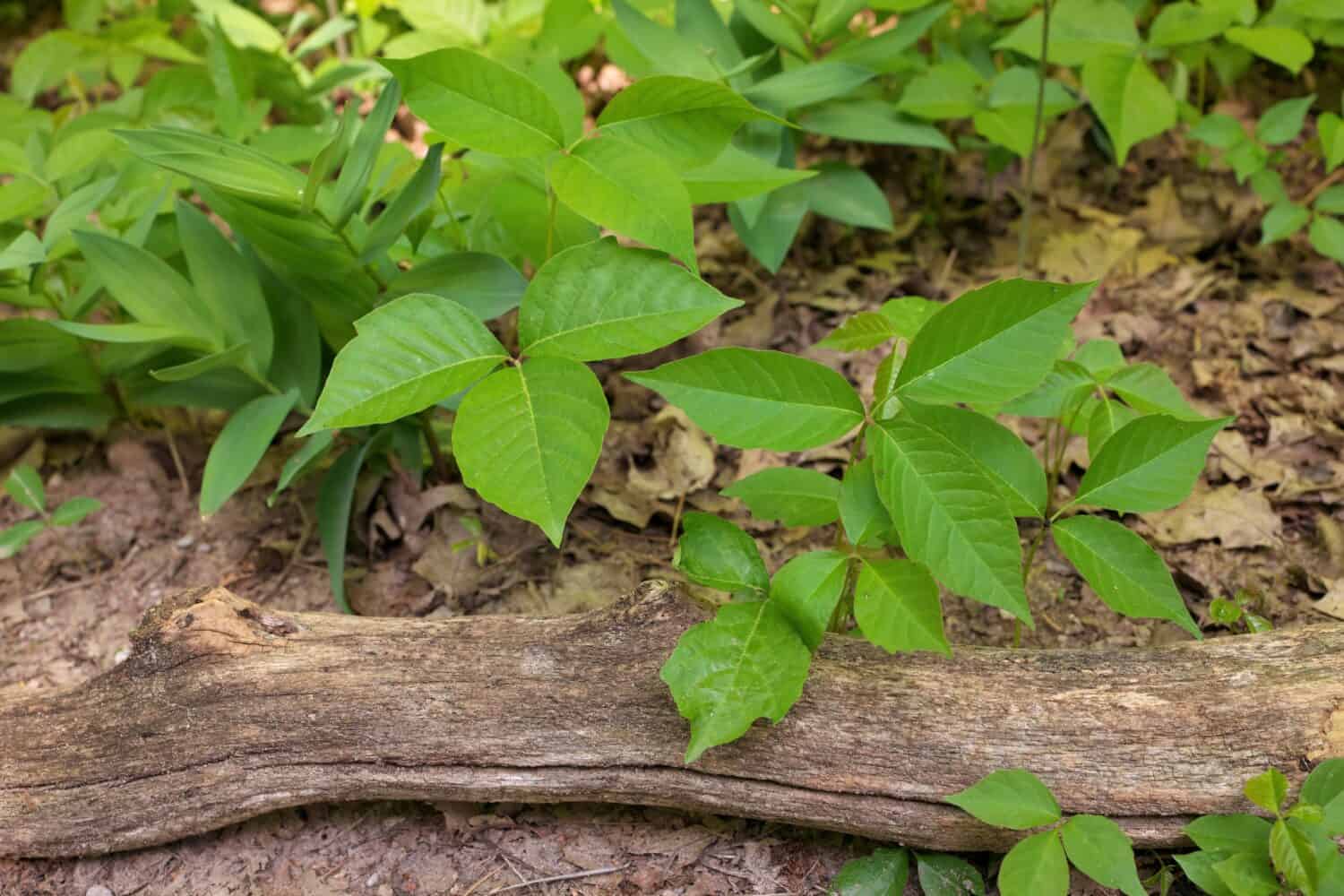 Eliminate Poison Ivy With These Effective Methods