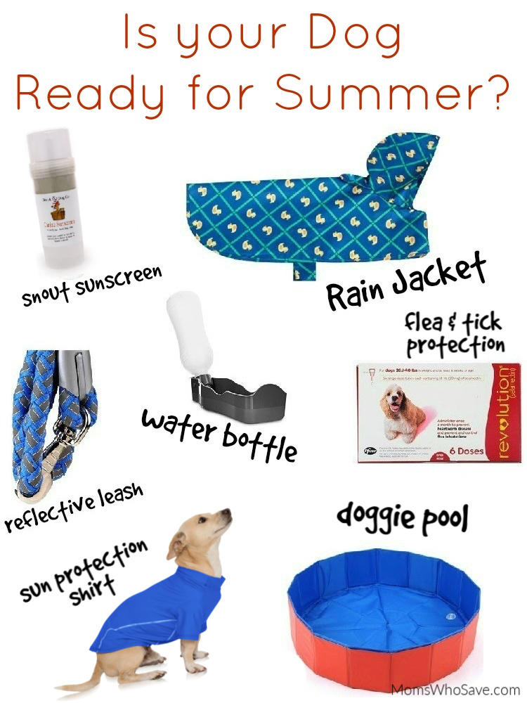 7 Summer Essentials for Dogs (What Your Dog Needs for a Fun & Safe Summer)