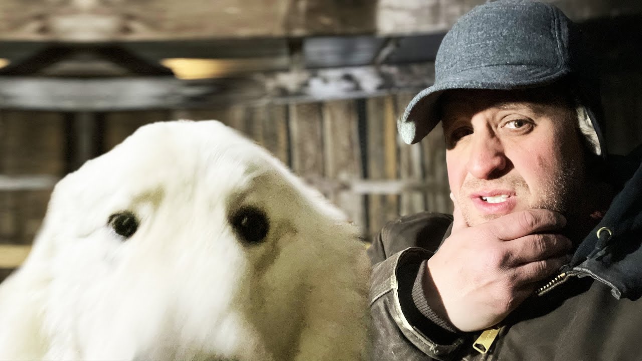 Toby dog and I respond to farm community feedback today