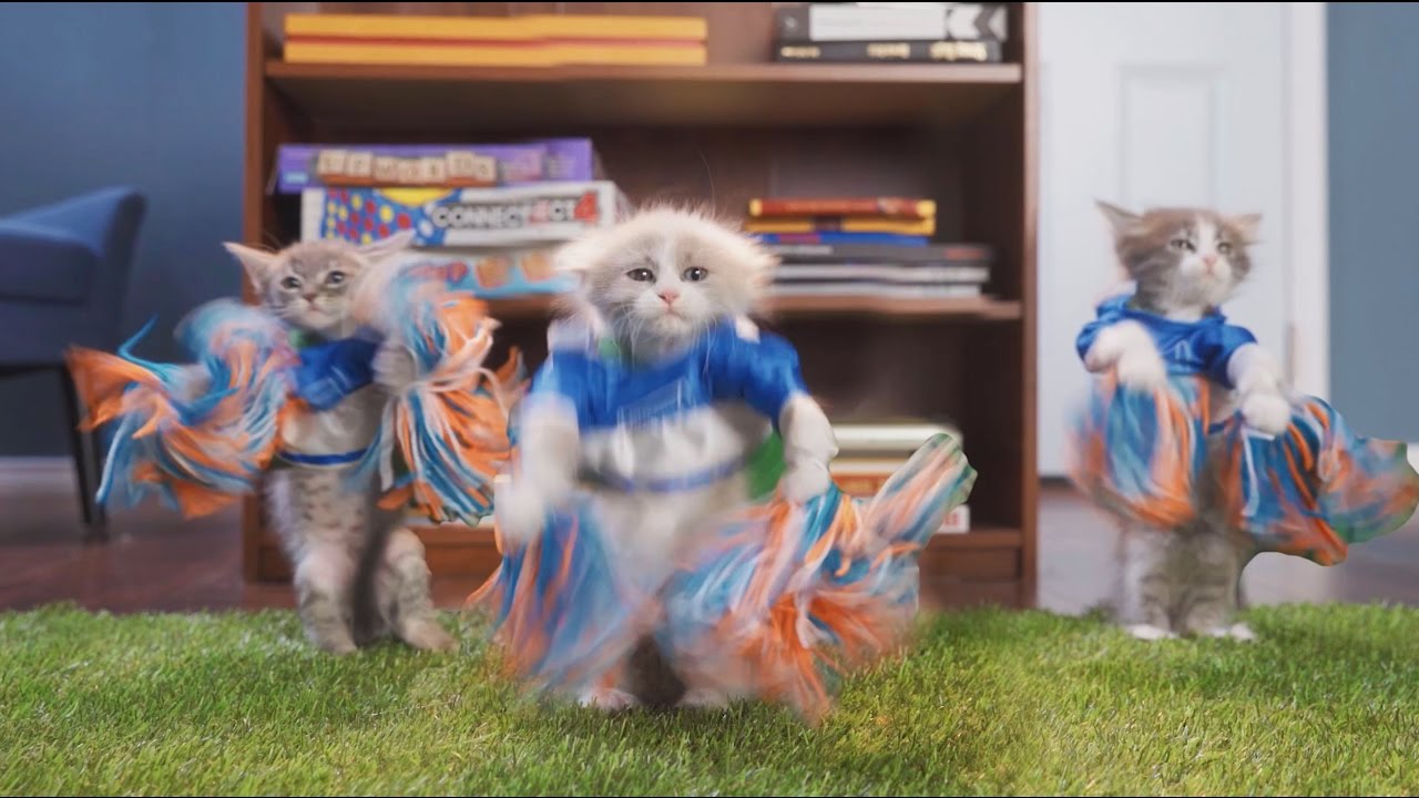 Kitten Cheerleaders Puppy Quarterbacks for the Puppy Bowl