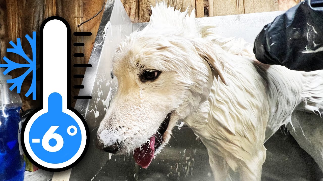 Guard dog receives cold winter bath on farm