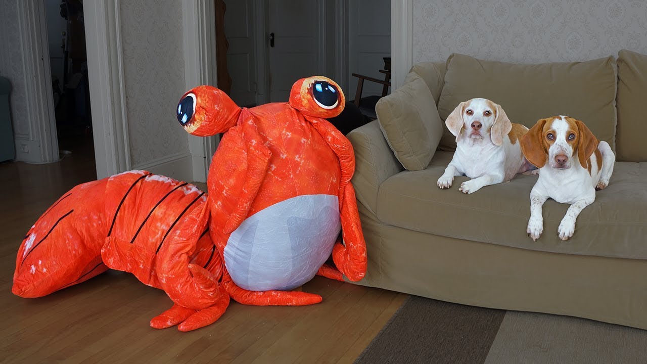 Beagle dog battles giant spider prank in funny reaction