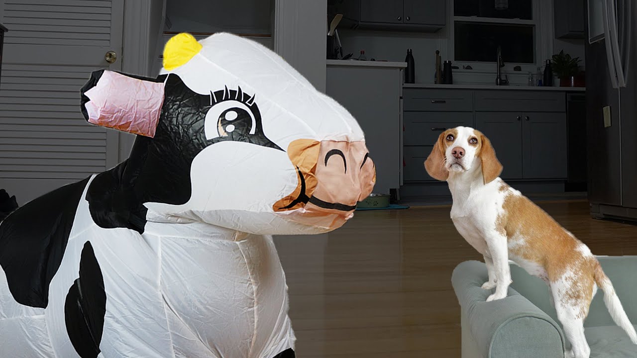 Puppy beagle fights giant cow with dogs Maymo and friends