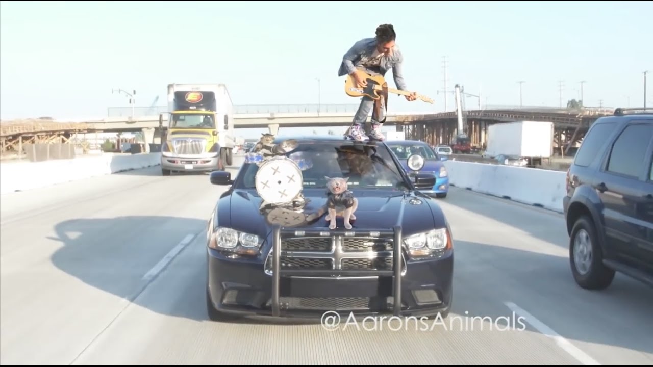 Must Watch: Hilarious Aaron's Animals Compilation