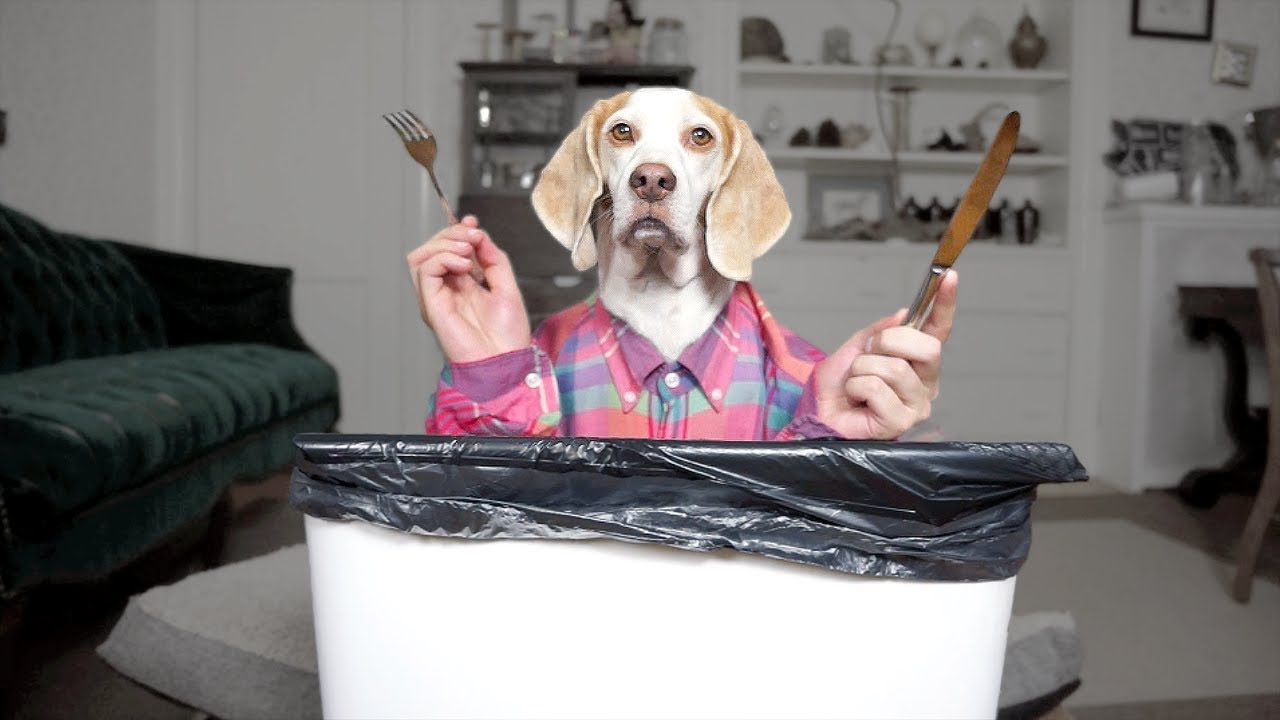 Imagining what dogs would do with human hands