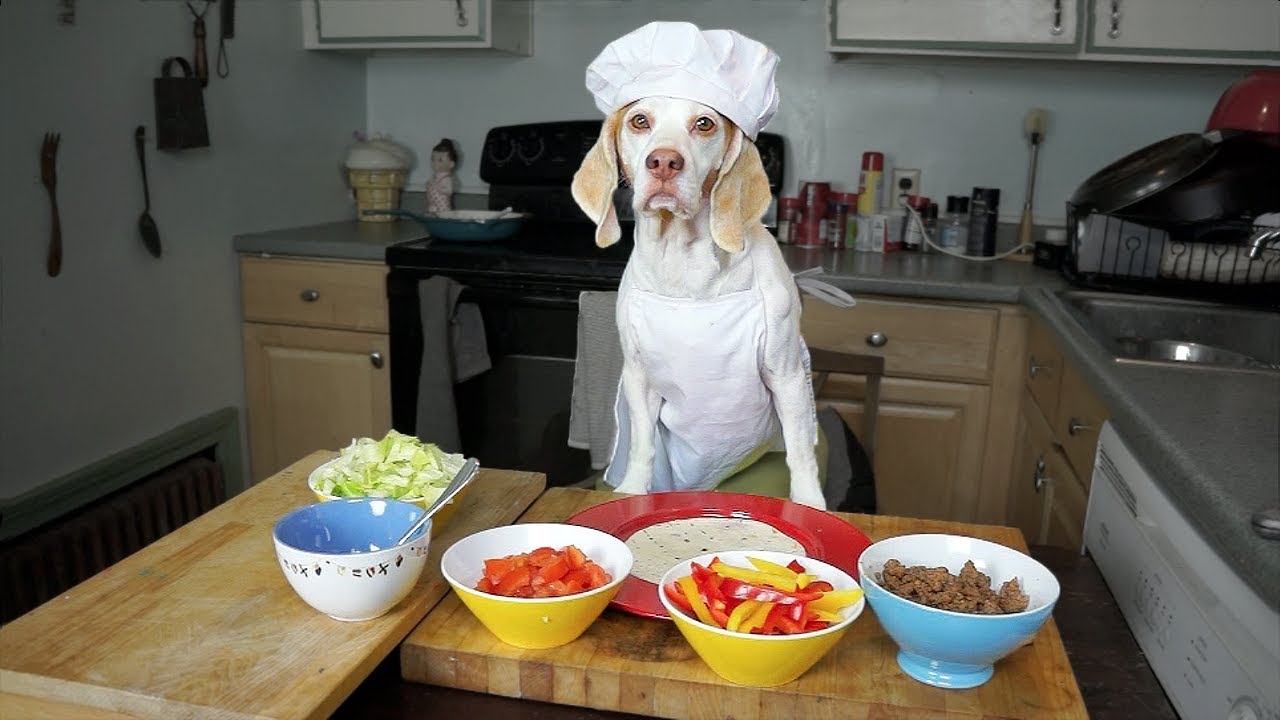 Dog makes tacos like a professional chef