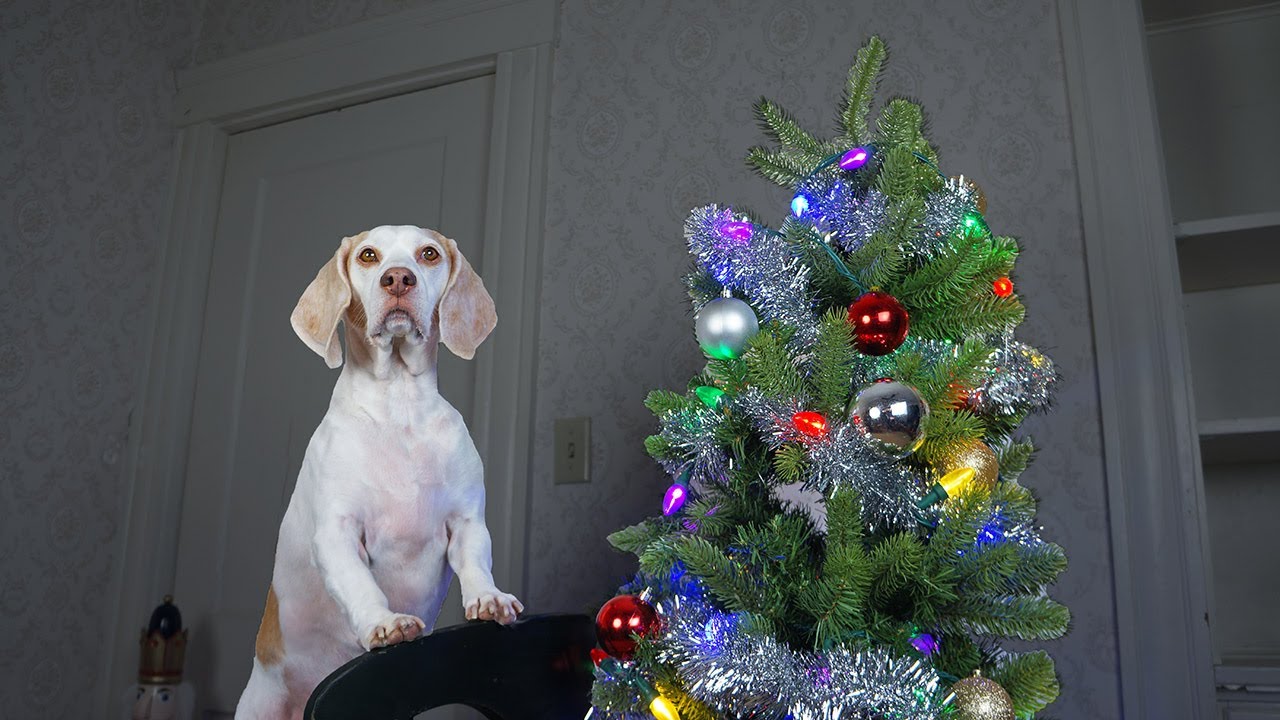 Dog shows how to decorate a Christmas tree perfectly