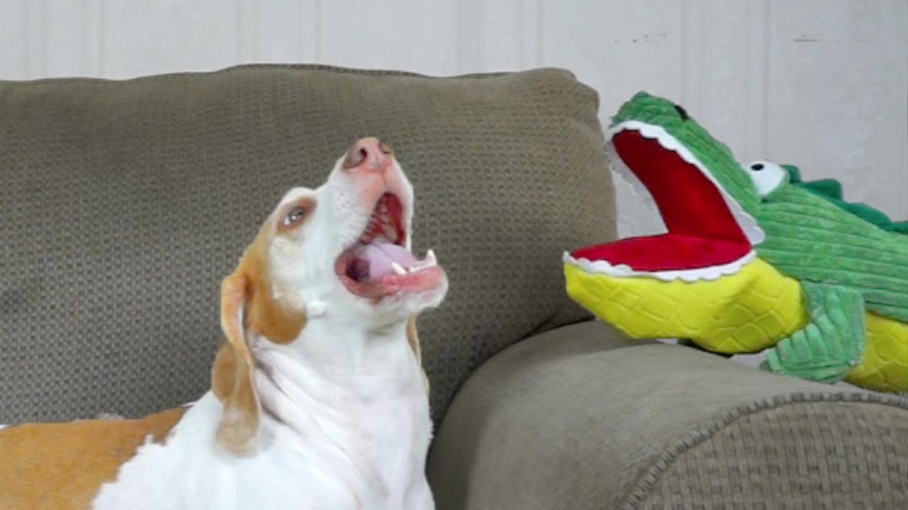 A dog delivers a dramatic reaction to an alligator puppet