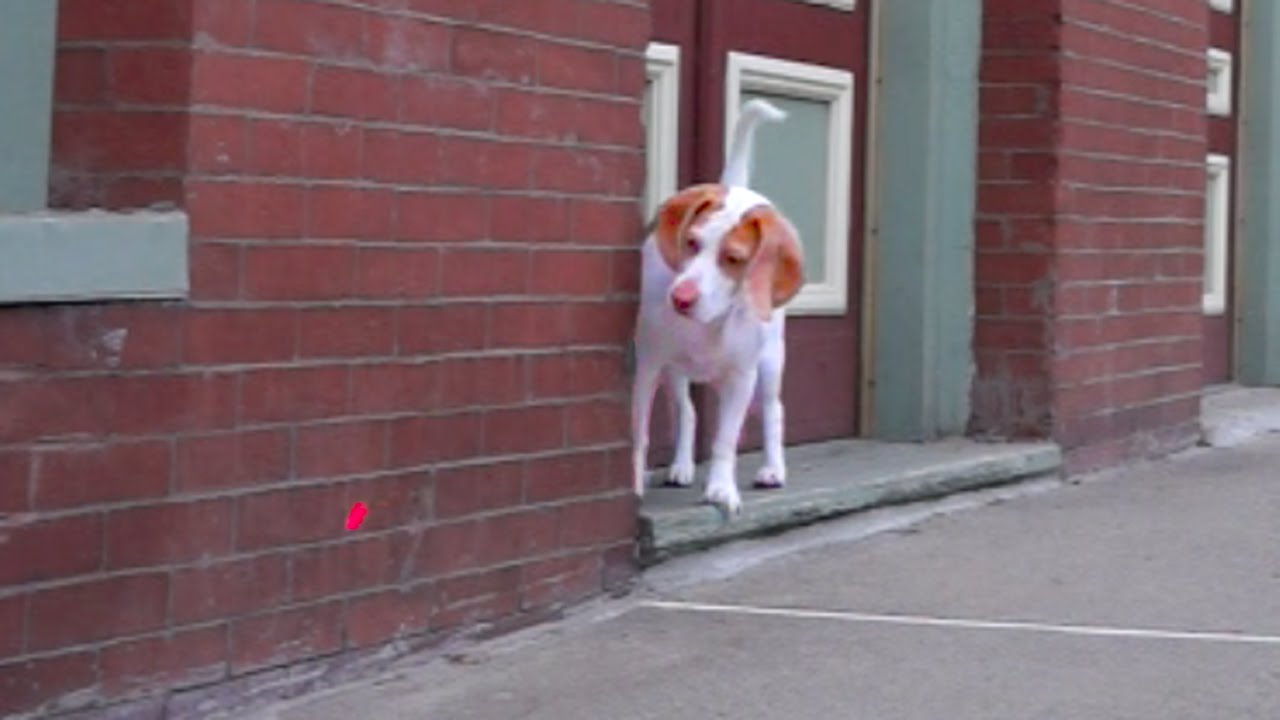 A determined dog follows a laser through the city streets