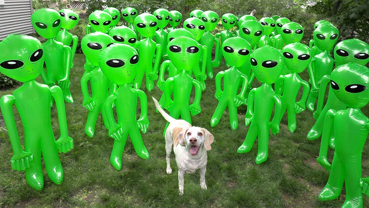 Dog vs Alien Apocalypse! Maymo & Potpie Battle Aliens