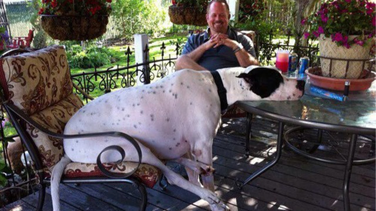 Needed Protection But Got A Comedian Dog Instead