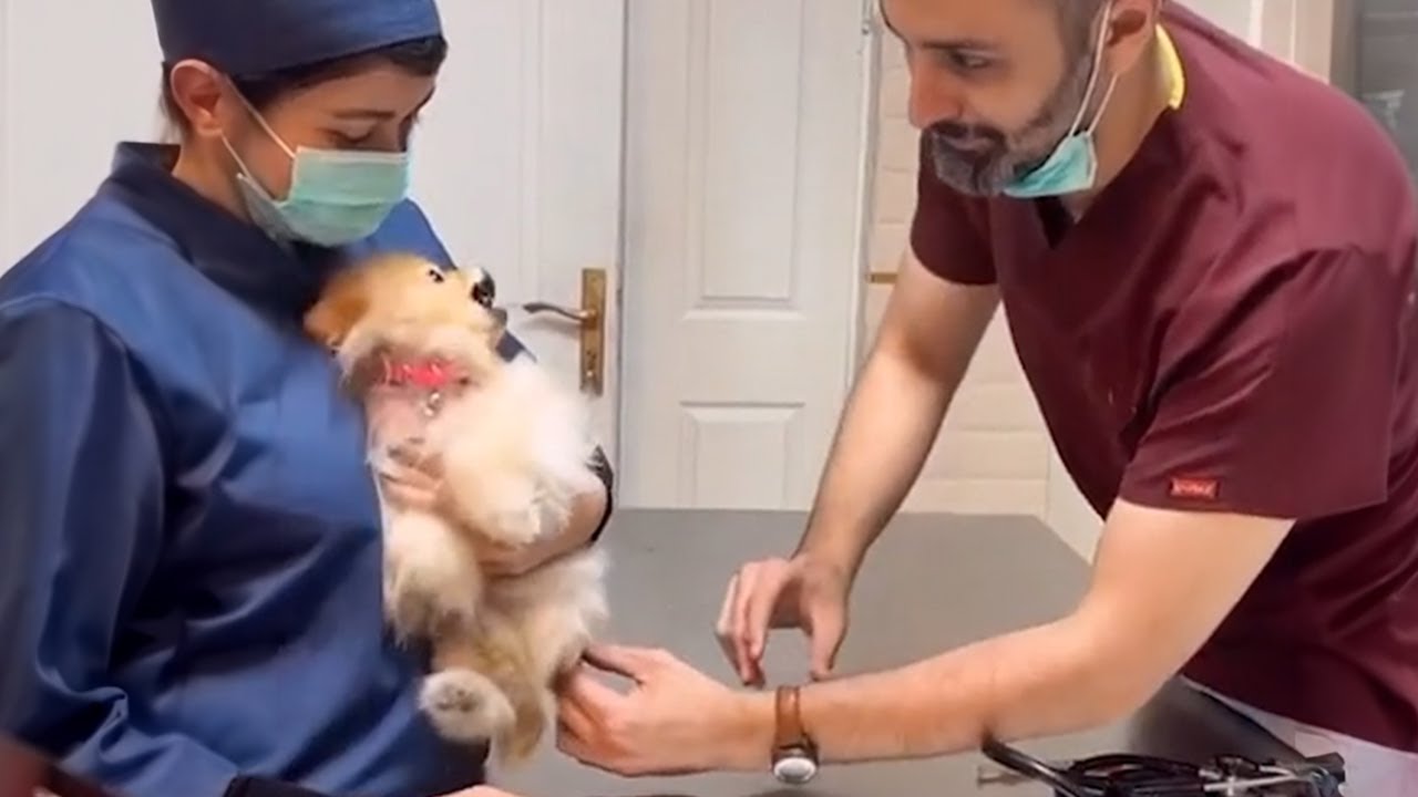This vet is every dog’s worst nightmare