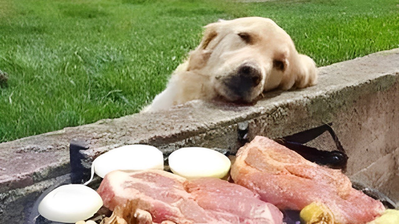 Golden Retrievers That Will Make You Laugh Hard