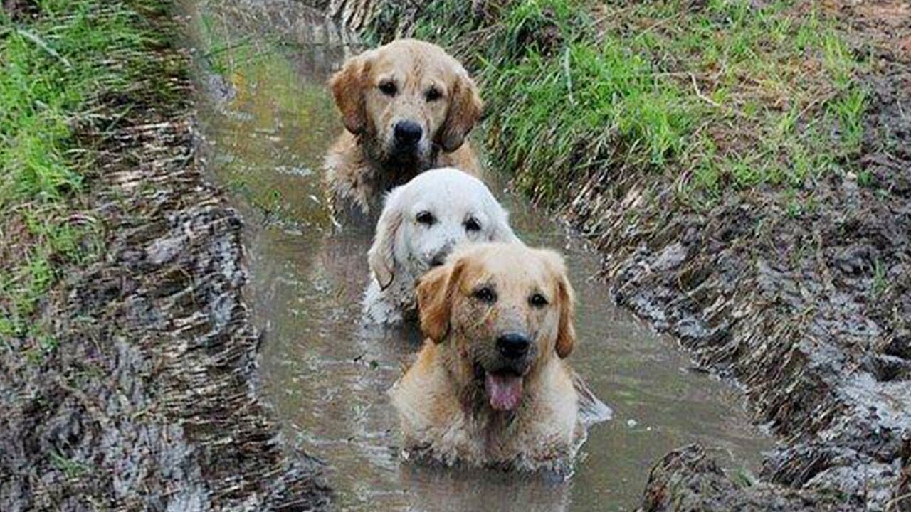 Still want that golden retriever? Think again