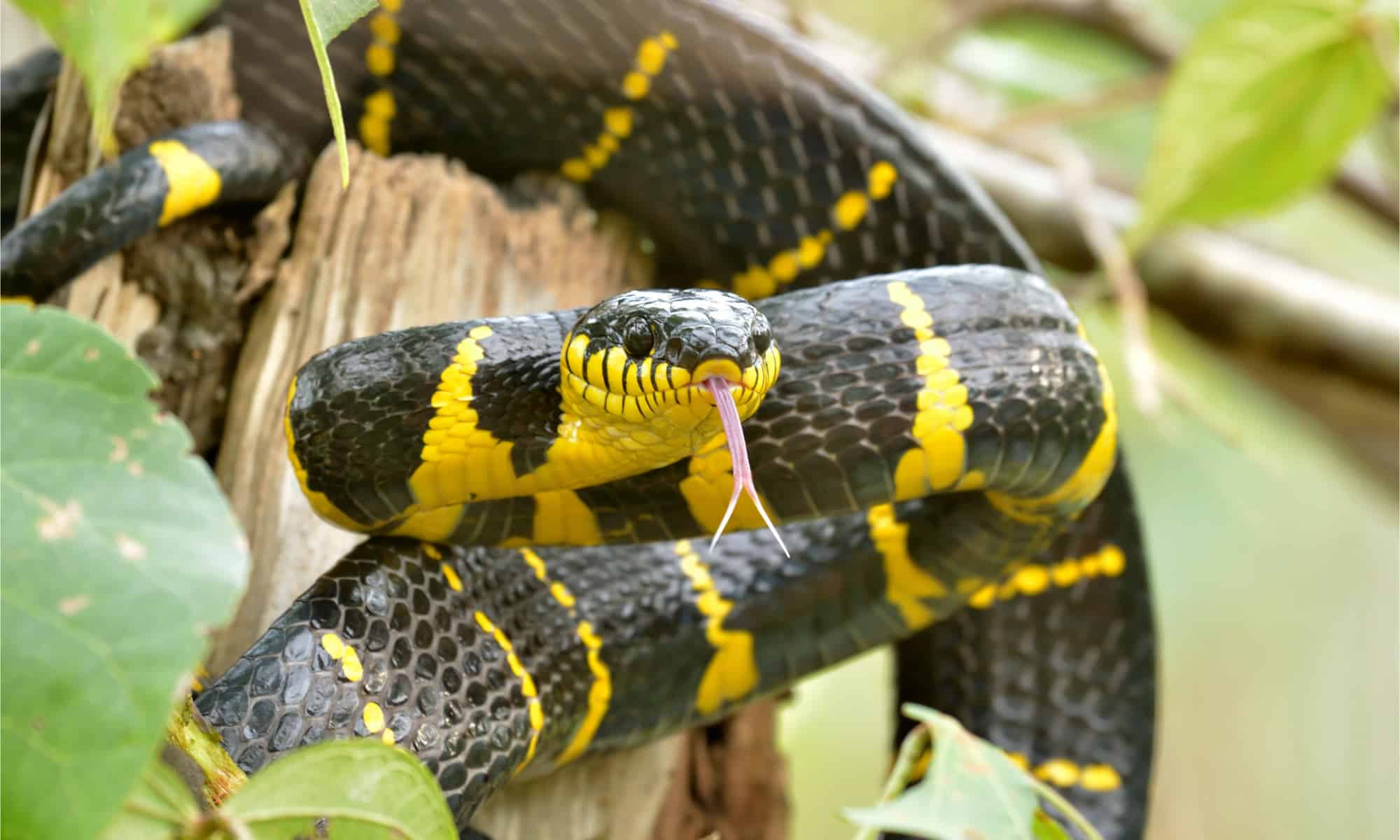 17 Deadly Snakes with Paralyzing Venom