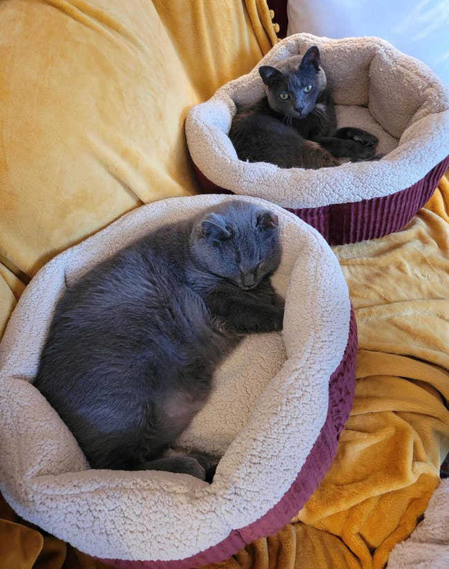 If you're obsessed with your pet, you'll want to spoil them with these ...