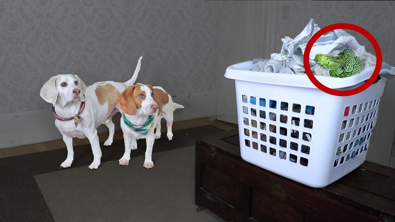 Dogs hunt for hidden broccoli and bacon treasure