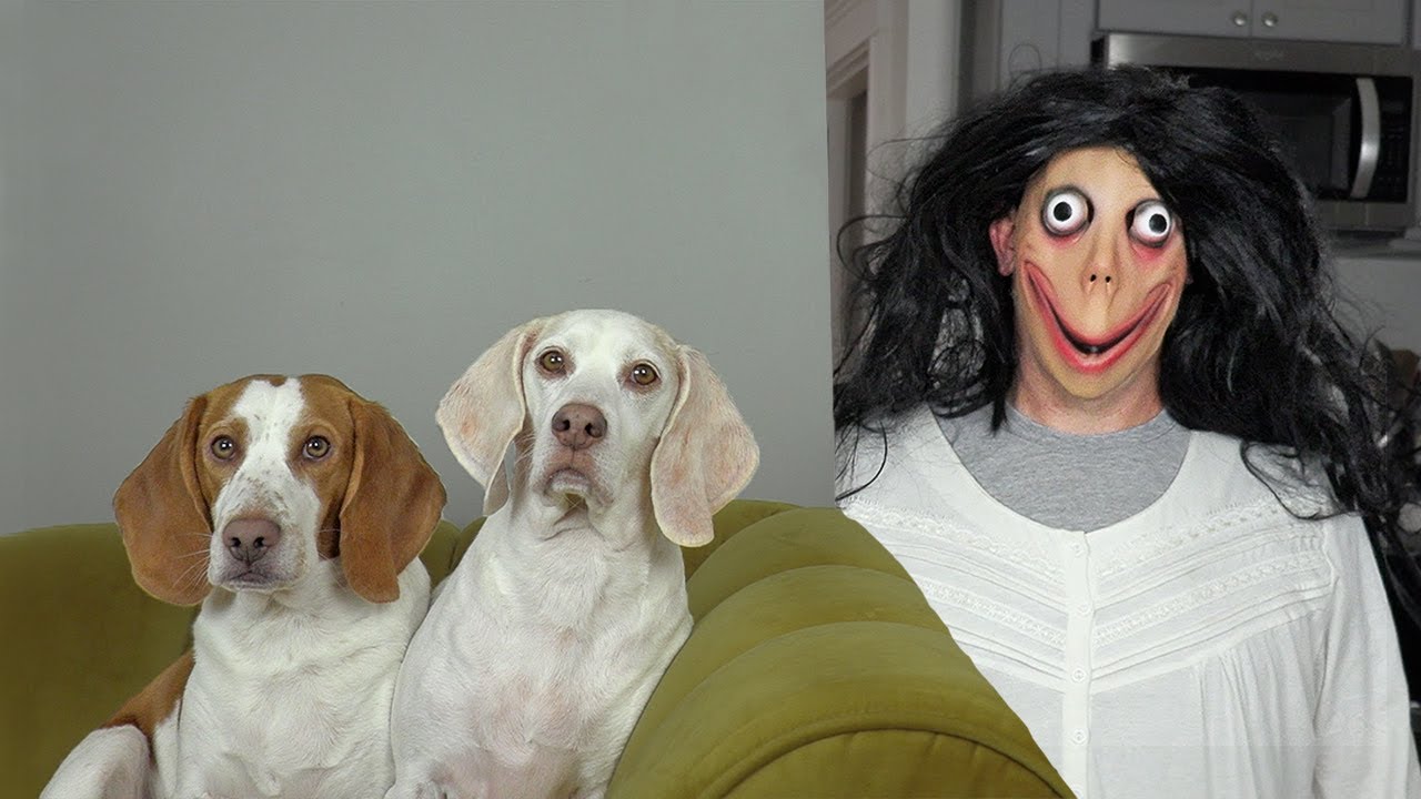 Adorable Dogs Have Fun with Momo in Hilarious Prank